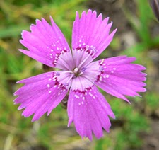 CURIOSIDADES CIENTÍFICAS : Simetría floral